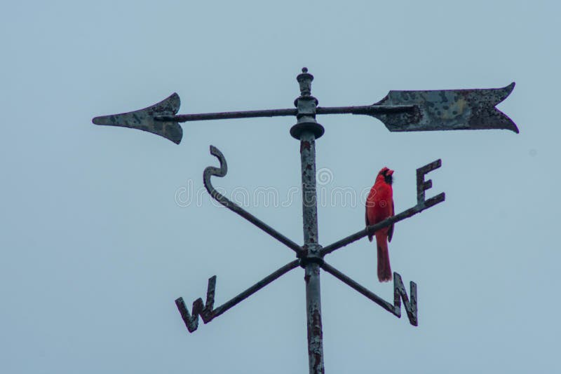 A Cardinal on a Directional Weathervane on a Blue Sky Stock Photo ...