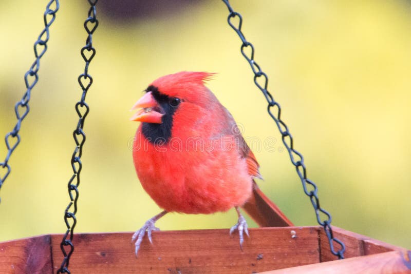 Red cardinal eating a seed stock photo. Image of eating - 17933806