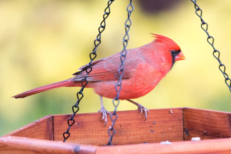 Red Cardinal Eating at the Feeder Stock Photo - Image of ontario ...