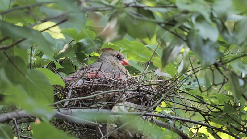 Red Cardinal Female Hatches 30p Stock Video - Video of cardinal, common ...