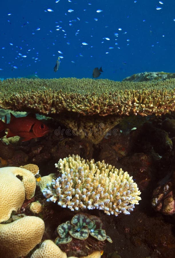 Red Cardinal fish stock image. Image of tridacnidae, damselfish - 11838769