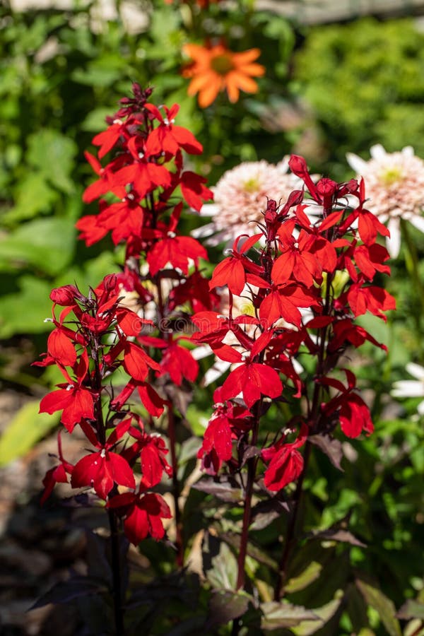 Red Cardinal Flower or Lobelia Cardinalis in a Garden. Stock Photo ...