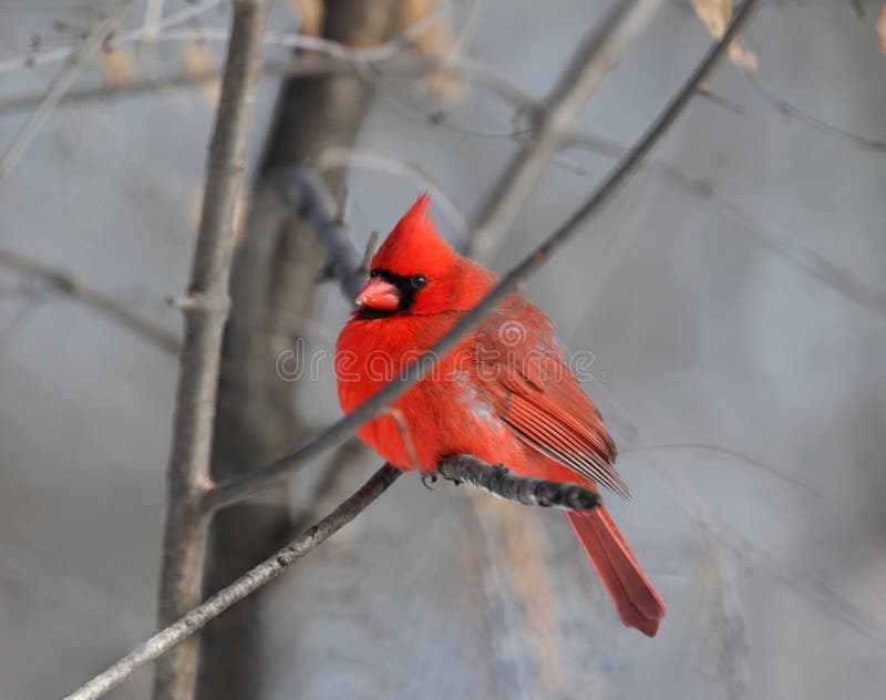 Red cardinal in forest stock image. Image of bird, outdoor - 138355449