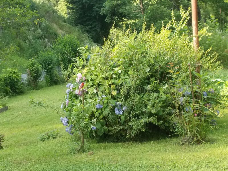 Red Cardinal in Front of Flower Bush Stock Photo - Image of flowers ...