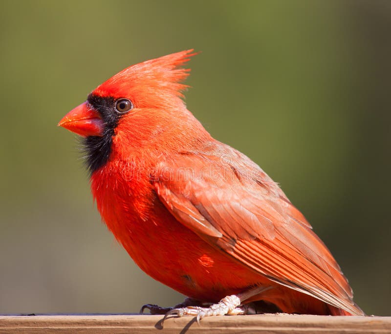9,092 Red Cardinal Photos - Free & Royalty-Free Stock Photos from ...