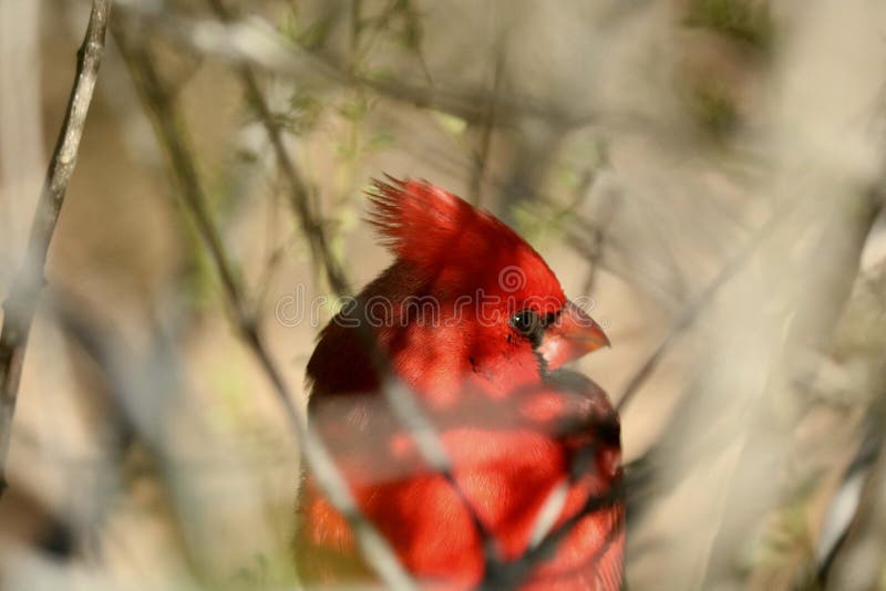 Red Cardinal stock photo. Image of cardinal, branches - 93002654
