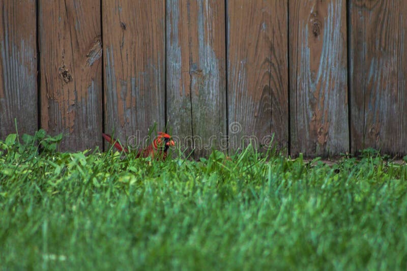 Red Cardinal Hiding in the Green Grass Stock Image - Image of beaks ...