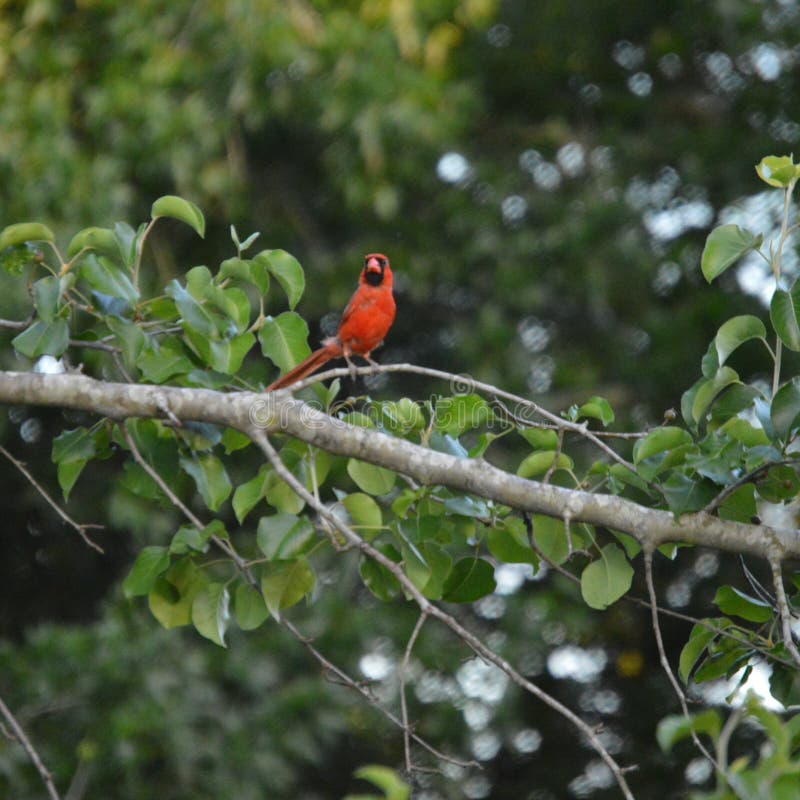 The Red Cardinal Sits on the Limb Stock Photo - Image of flower, camera ...