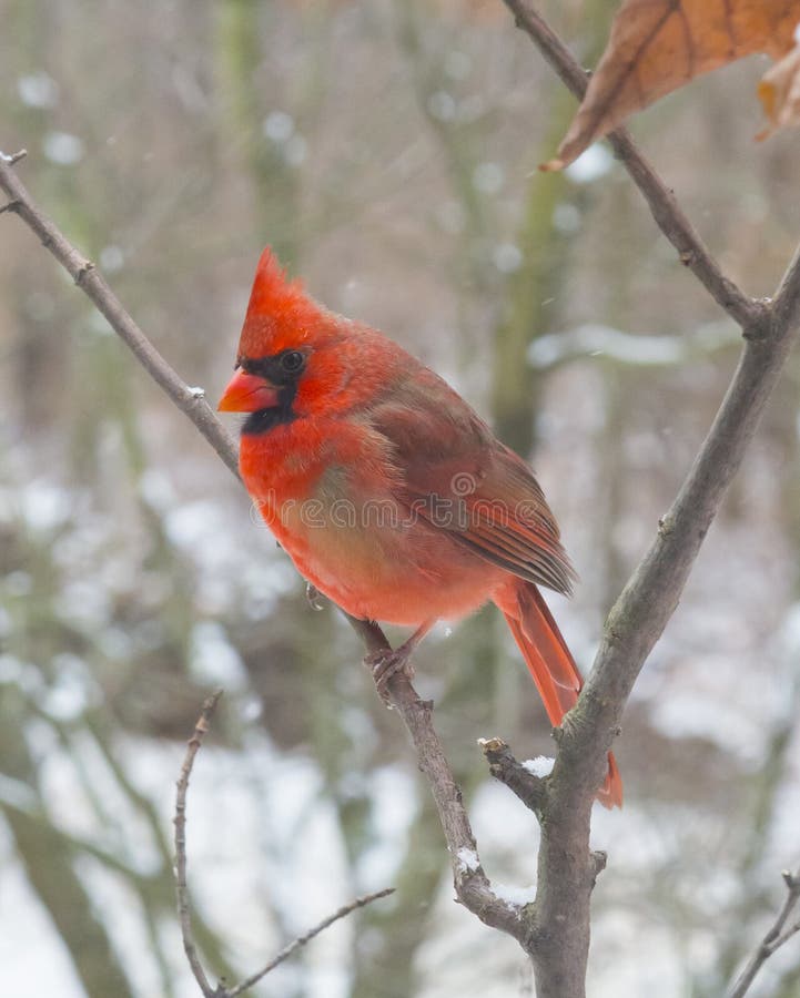 Cardinals in Snow stock image. Image of snowing, fauna - 20034195