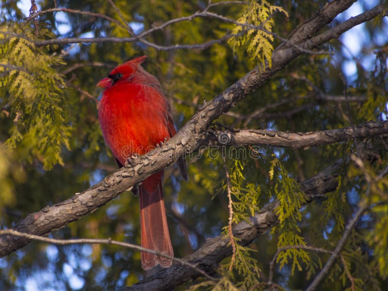 Red Cardinal stock image. Image of bird, winter, montreal - 70202153