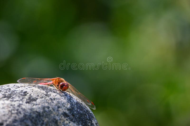 Red Cardinal Meadowhawk Dragonfly Perched on a Sun Warmed Rock in a ...