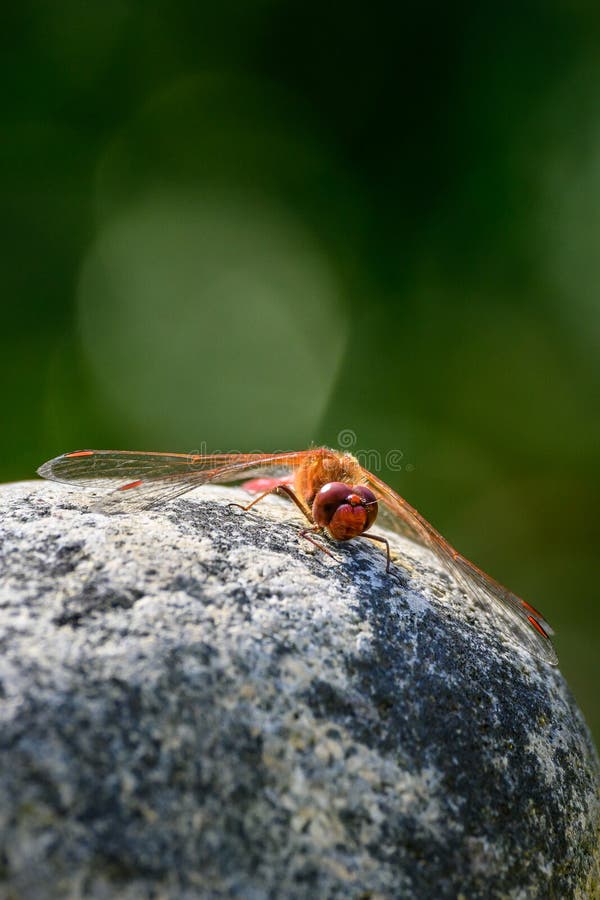 Red Cardinal Meadowhawk Dragonfly Perched on a Sun Warmed Rock in a ...