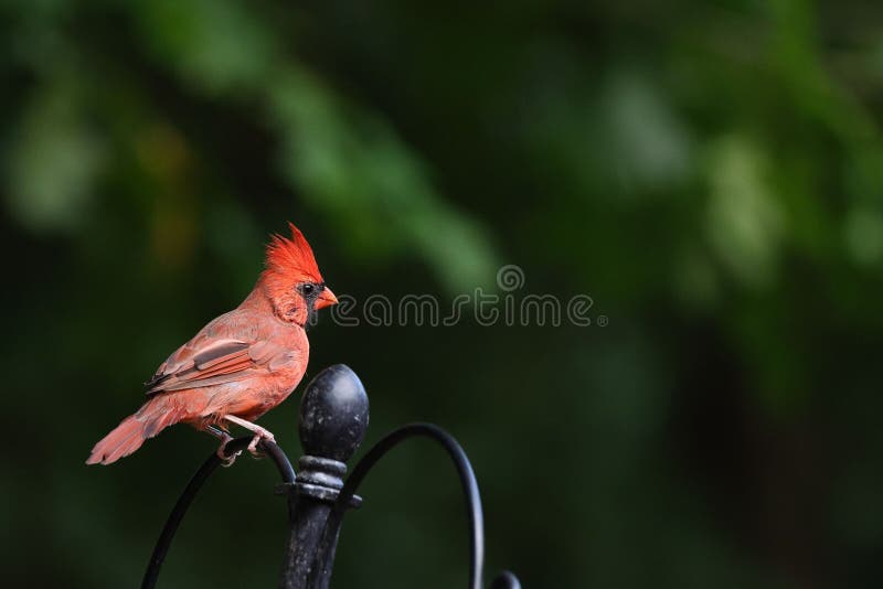 Red Cardinal Metal Post Green Background Stock Photos - Free & Royalty ...