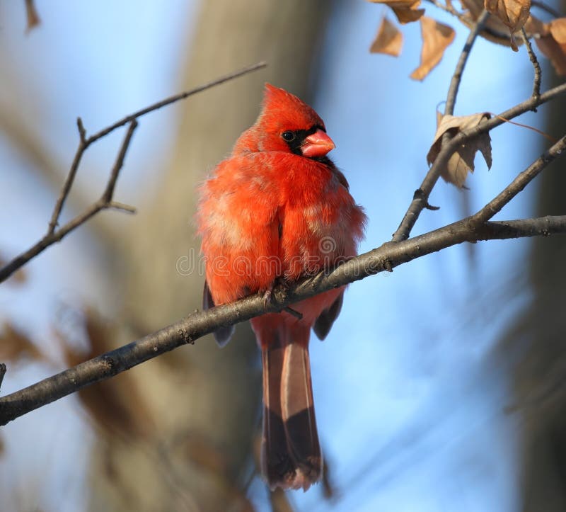 Red cardinal in nature stock photo. Image of beauty - 108040404