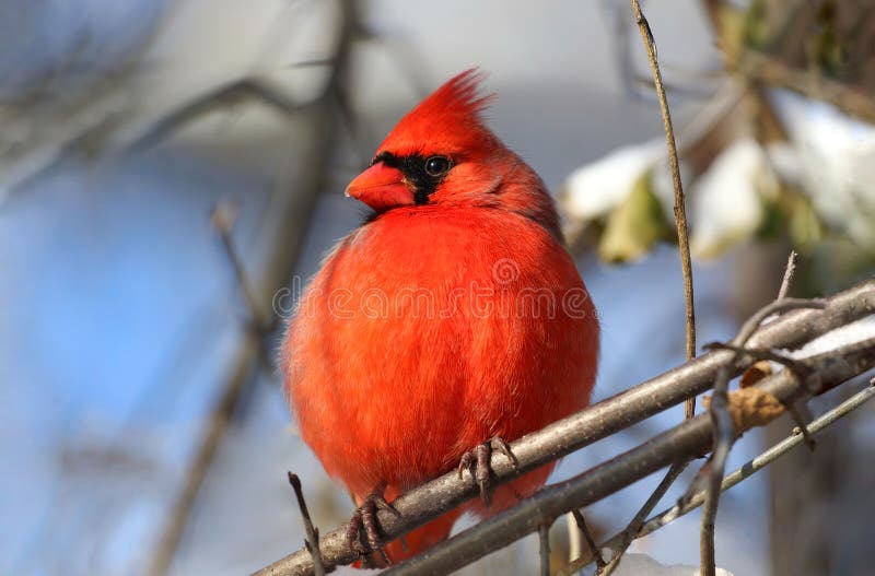 Cardinal on a branch stock image. Image of cute, outdoor - 106812347