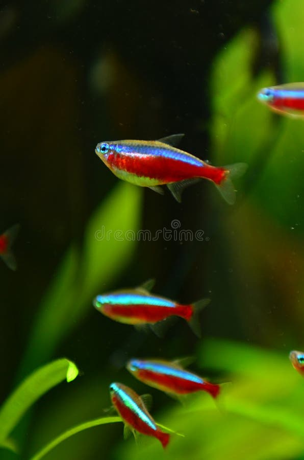 Red Cardinal Neon Fish Shoal Stock Photo - Image of aquarium, beauty ...