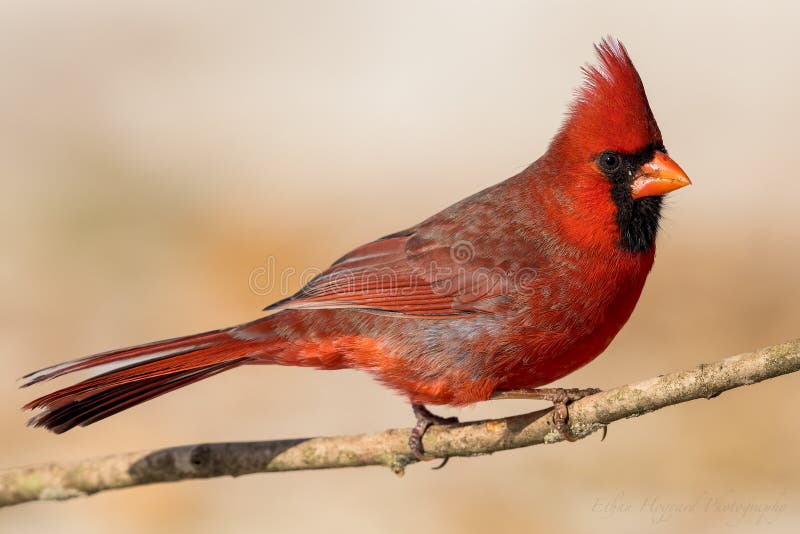 Red Cardinal Perched on a Branch, Making Direct Eye Contact with the ...