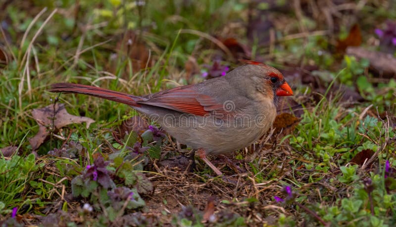Red Cardinal Perched on the Ground Near Purple Flowers Stock Image ...
