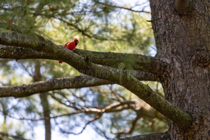 Red Cardinal Perched on a Pine Tree Branch Stock Image - Image of ...