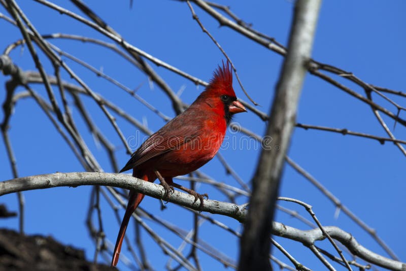 Red Cardinal Perched in a Tree Stock Photo - Image of natural, texture ...