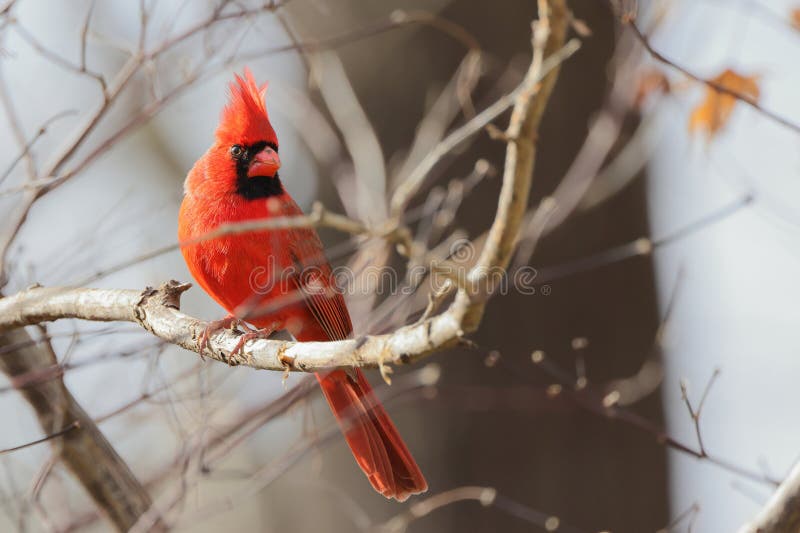 There is a Red Cardinal Sitting on a Branch of a Tree Stock Photo ...