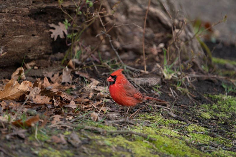 Red Cardinal Perching on Ground Stock Photo - Image of perching, bird ...