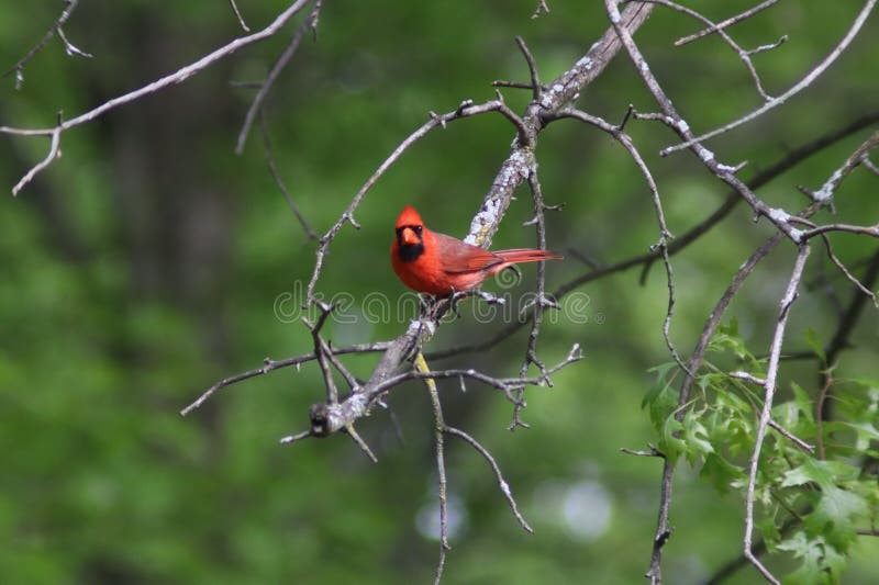 Red Cardinal Ready To Take Flight Stock Photo - Image of ready, flight ...
