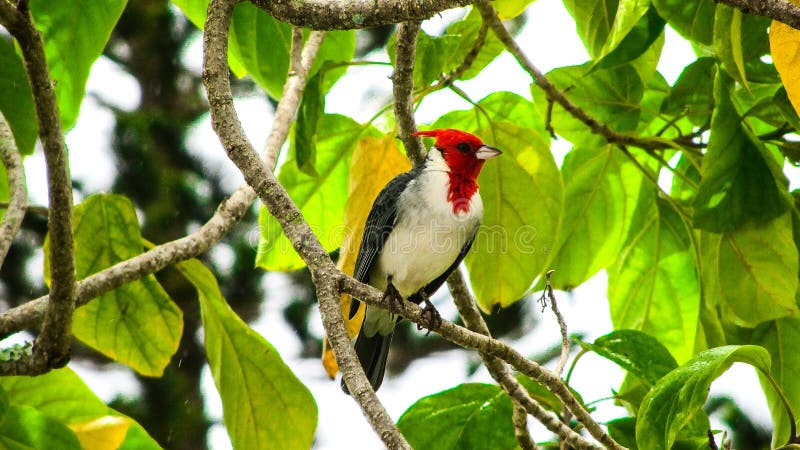 Red cardinal at rest stock image. Image of decorates - 108769711
