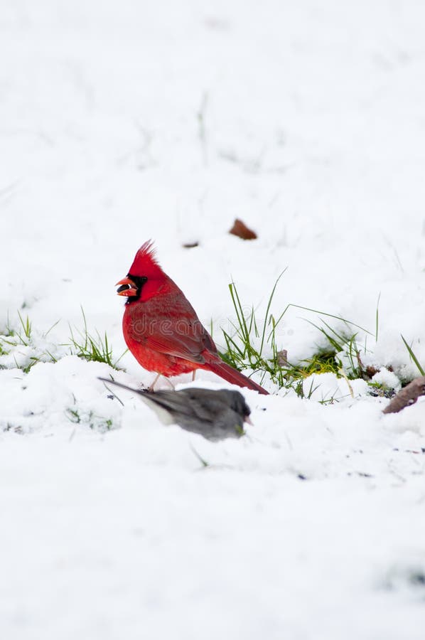 Snow cardinal stock image. Image of wildlife, snow, beautiful - 66001007