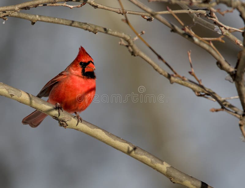 Red Cardinal Sits on Tree Branch in Spring Stock Image - Image of ...
