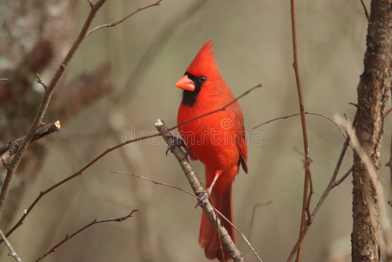 A Red Cardinal Sitting on a Branch Stock Image - Image of animal ...