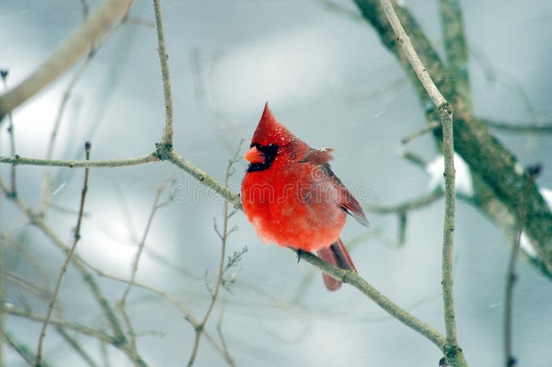 Red Cardinal in Snow stock image. Image of snow, cardinal - 1460445