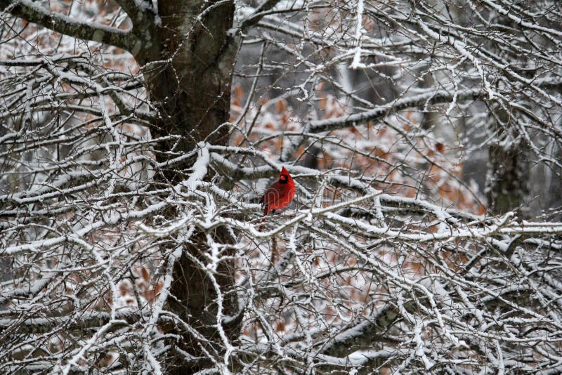 3,261 Red Cardinal Bird Tree Branch Stock Photos - Free & Royalty-Free ...