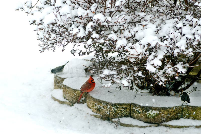 Red Cardinal in the Snow Under a Bush. Stock Photo - Image of creature ...