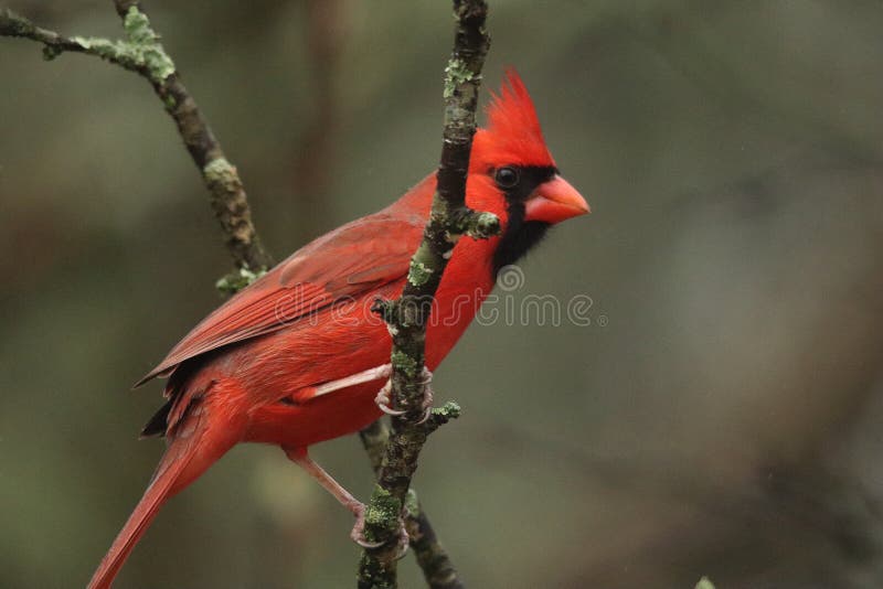 Red Cardinal Standing on a Branch Stock Image - Image of vivid ...