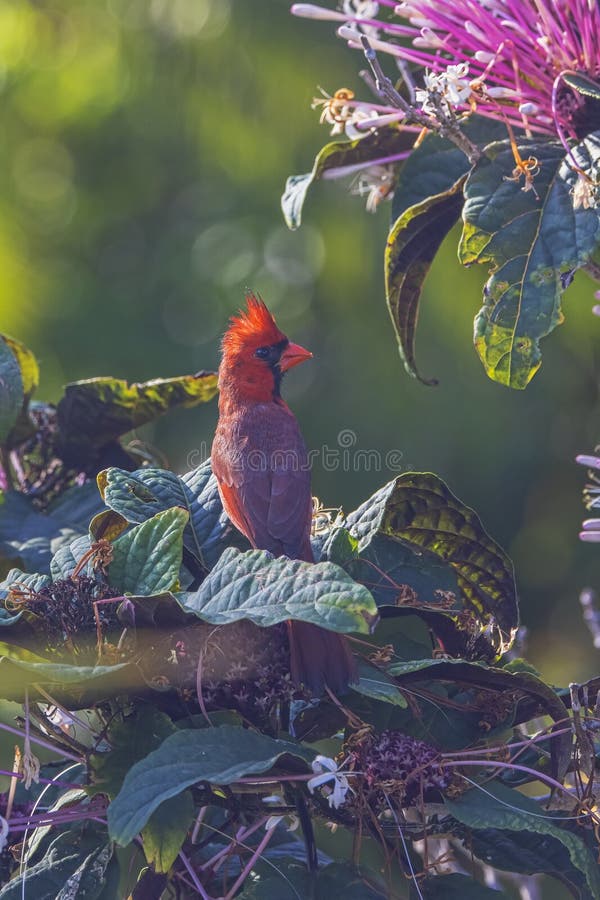 Red Cardinal in a Starburst Bush Stock Photo - Image of garden ...