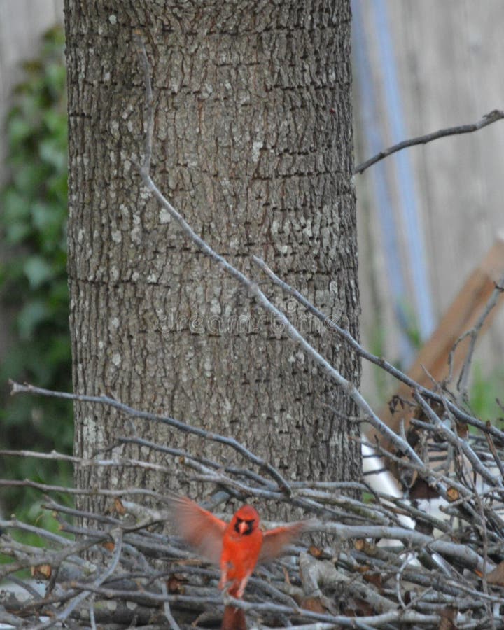 The Red Cardinal Starting To Fly Away Stock Photo - Image of wildlife ...