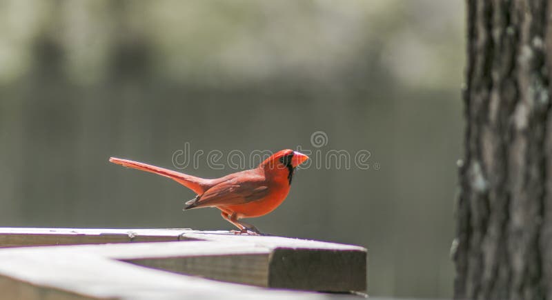 Red Cardinal in the Sun stock photo. Image of natural - 86933502