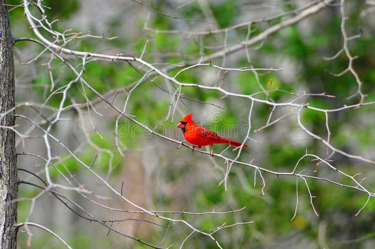 3,261 Red Cardinal Bird Tree Branch Stock Photos - Free & Royalty-Free ...