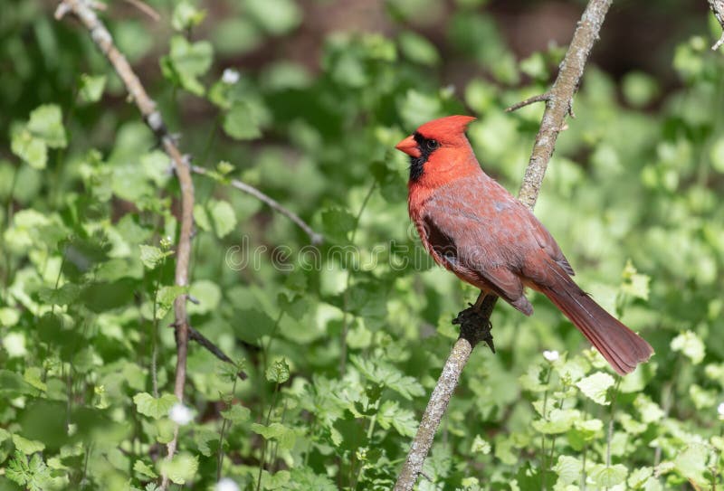 Red Cardinal on a Tree Branch Stock Image - Image of close, animal ...