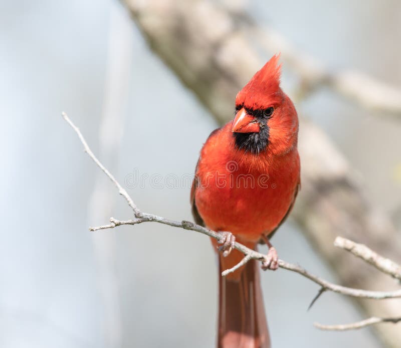 Red Cardinal on a Tree Branch Stock Image - Image of nature, branch ...