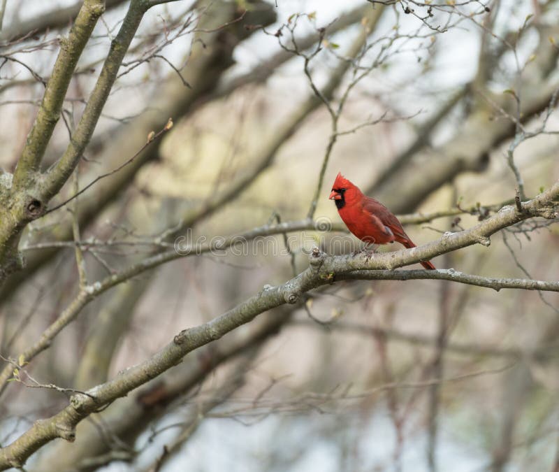 Red Cardinal on a Tree Branch Stock Photo - Image of autumn, wildlife ...
