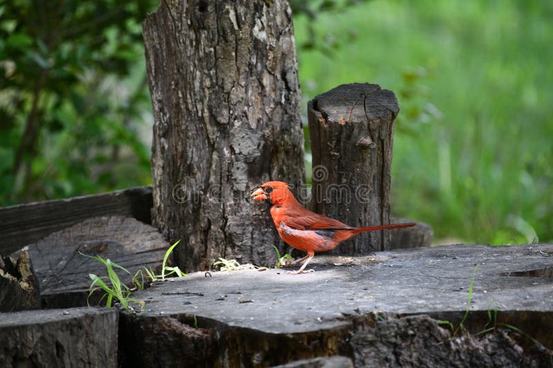 Red Cardinal Tree Stump Forest Stock Photos - Free & Royalty-Free Stock ...