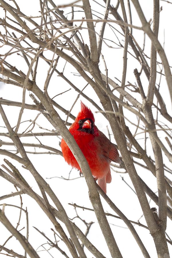 Red Cardinal Watching stock image. Image of animals, seasonal - 37063469