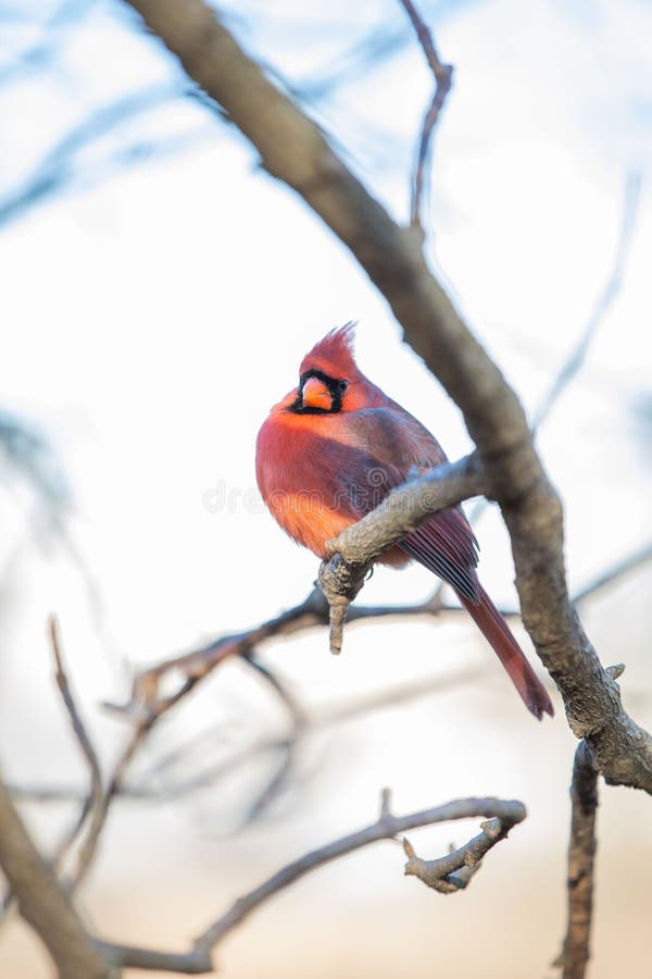 Red Cardinalis Perching on Tree Branch Stock Photo - Image of ...