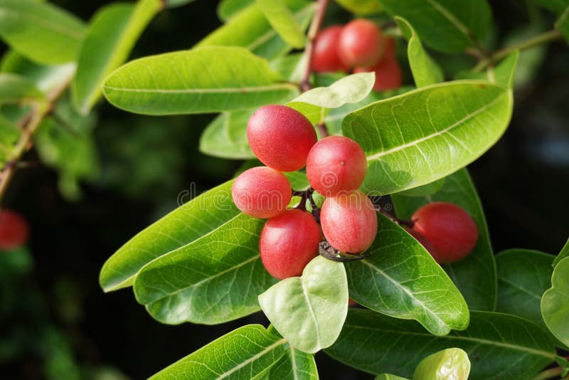 Red Carissa carandas fruit stock photo. Image of fresh - 104512382