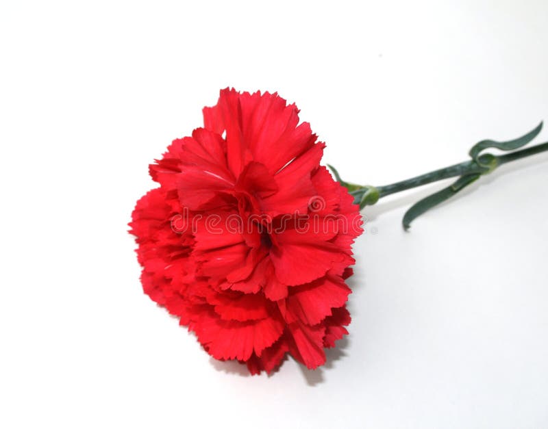 Red carnation stock image. Image of flower, blossom, stem - 32849089