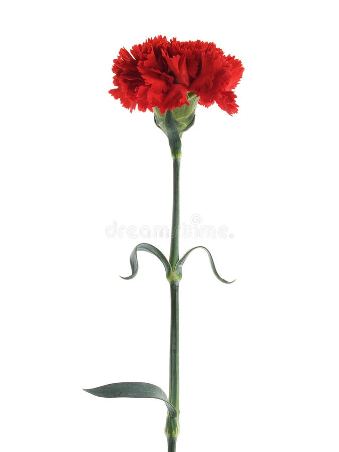 Red carnation stock image. Image of flower, blossom, stem - 32849089