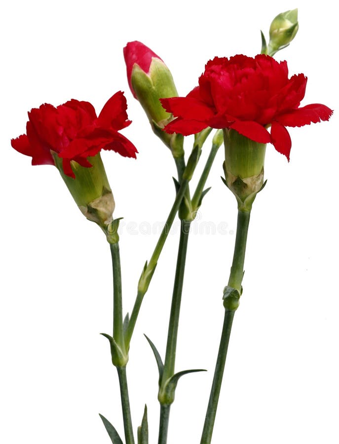Red carnation stock image. Image of bunch, smell, botany - 2782149