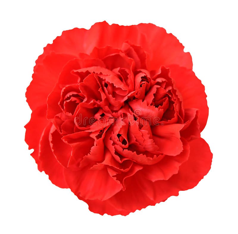 Red carnation stock photo. Image of closeup, flower, pretty - 29233288